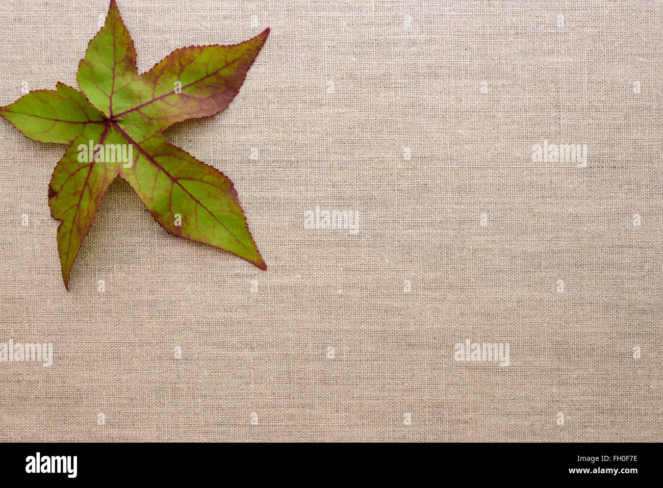 Fall color: single maple leaf, green with red veins, arranged on a ...