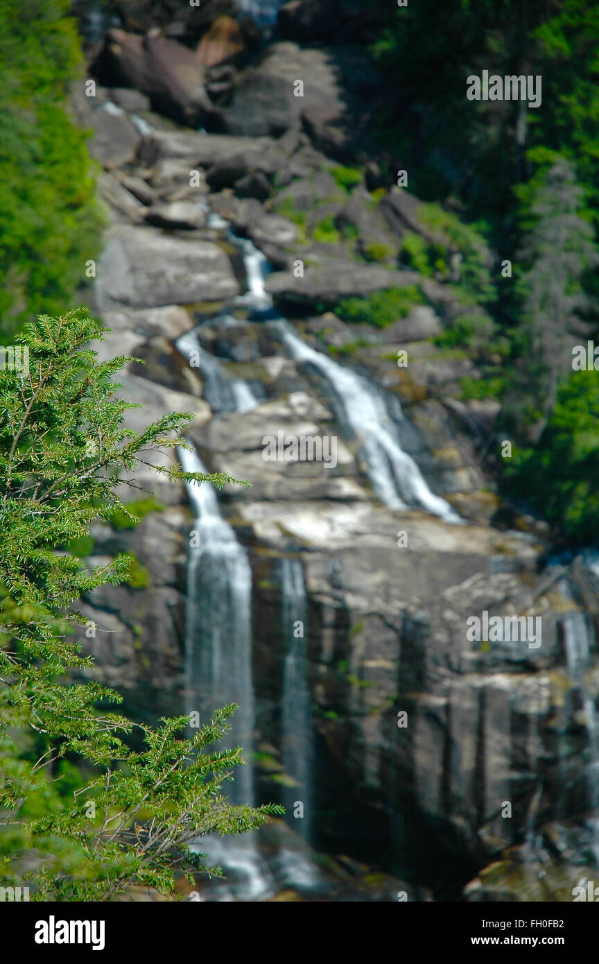 Pine branches in front of waterfall Stock Photo - Alamy