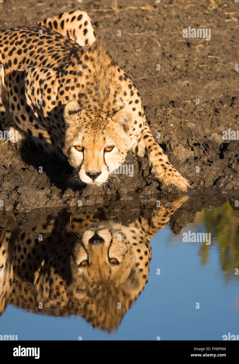Cheetah crouching at water’s edge with reflection, Tanzania Stock Photo ...