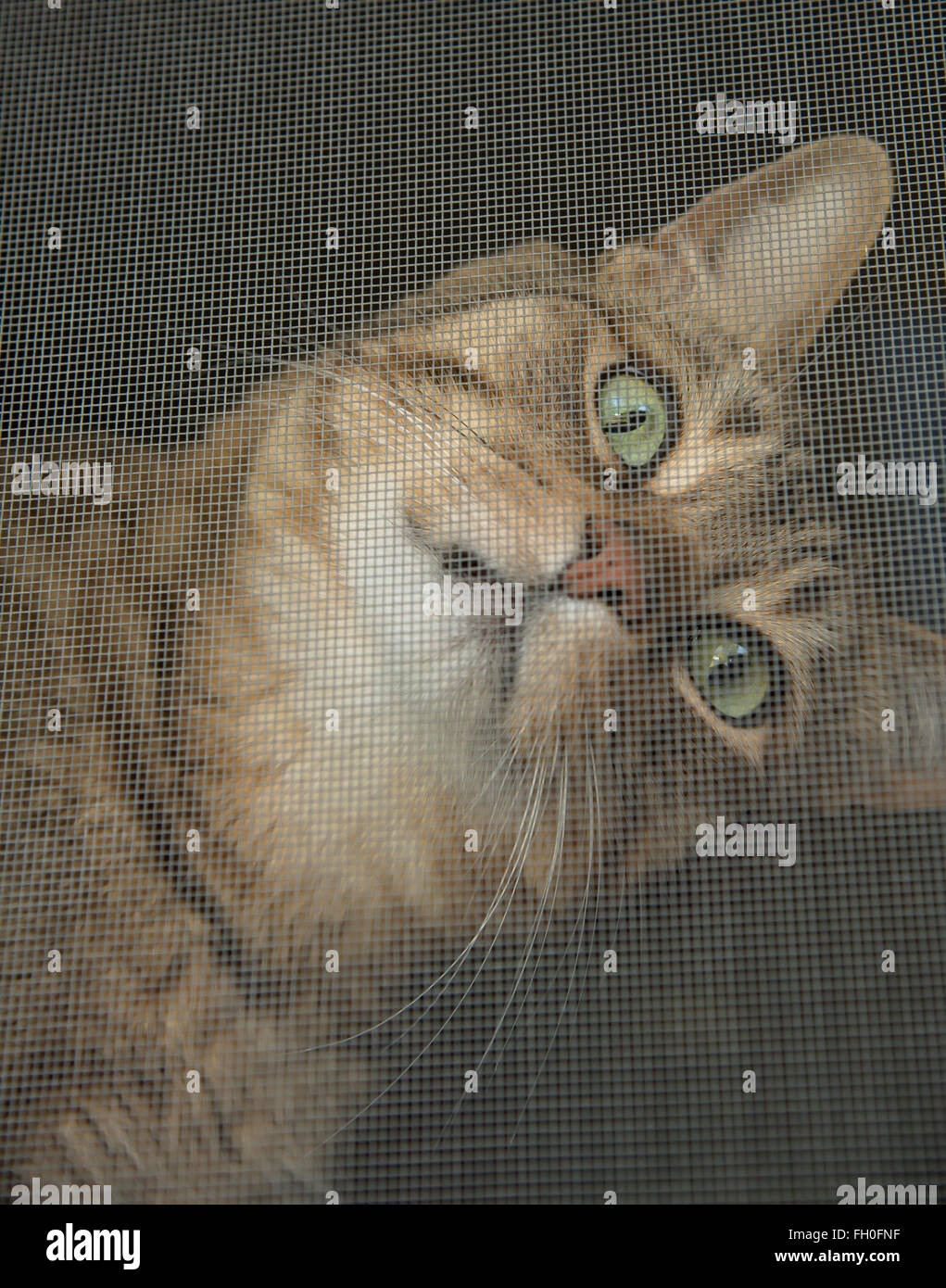 Tabby cat looking inquiringly through a window screen Stock Photo - Alamy