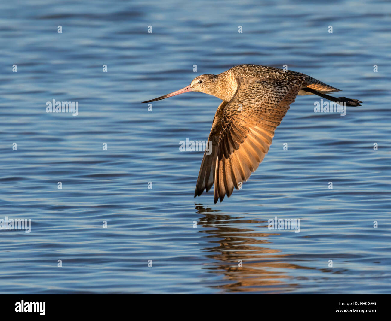 Marbled godwit limosa fedoa hi-res stock photography and images - Alamy