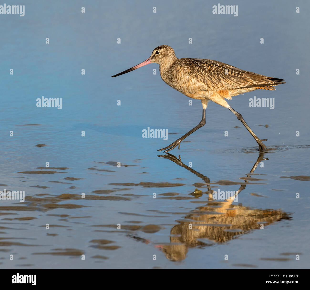 Limosa fedoa hi-res stock photography and images - Alamy