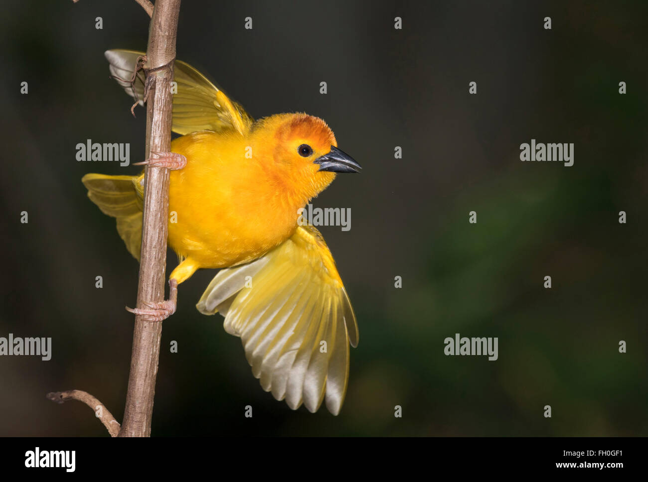African golden weaver hi-res stock photography and images - Alamy
