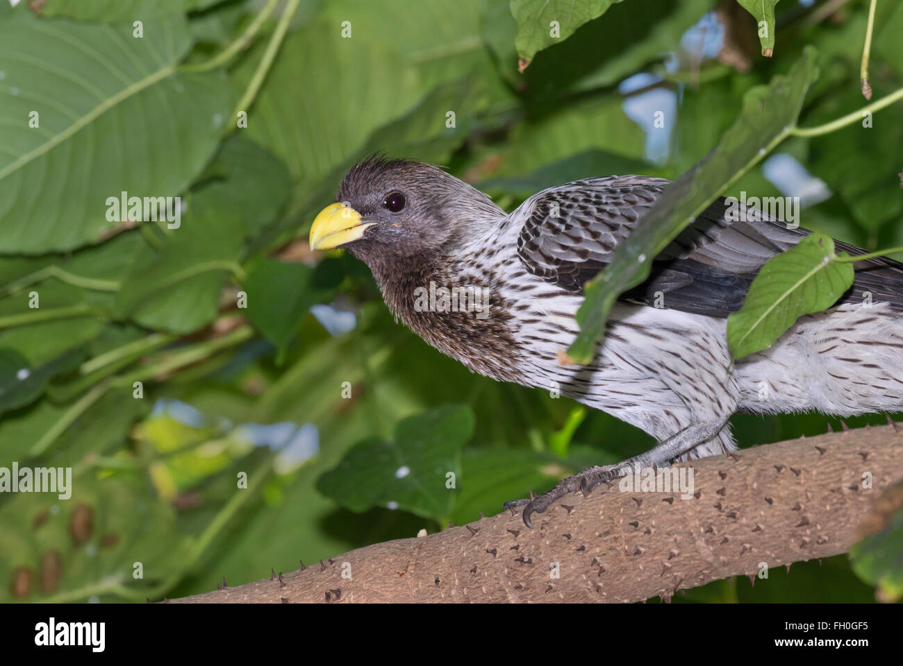 Western plantain-eater (Crinifer piscator), captive (native to western ...
