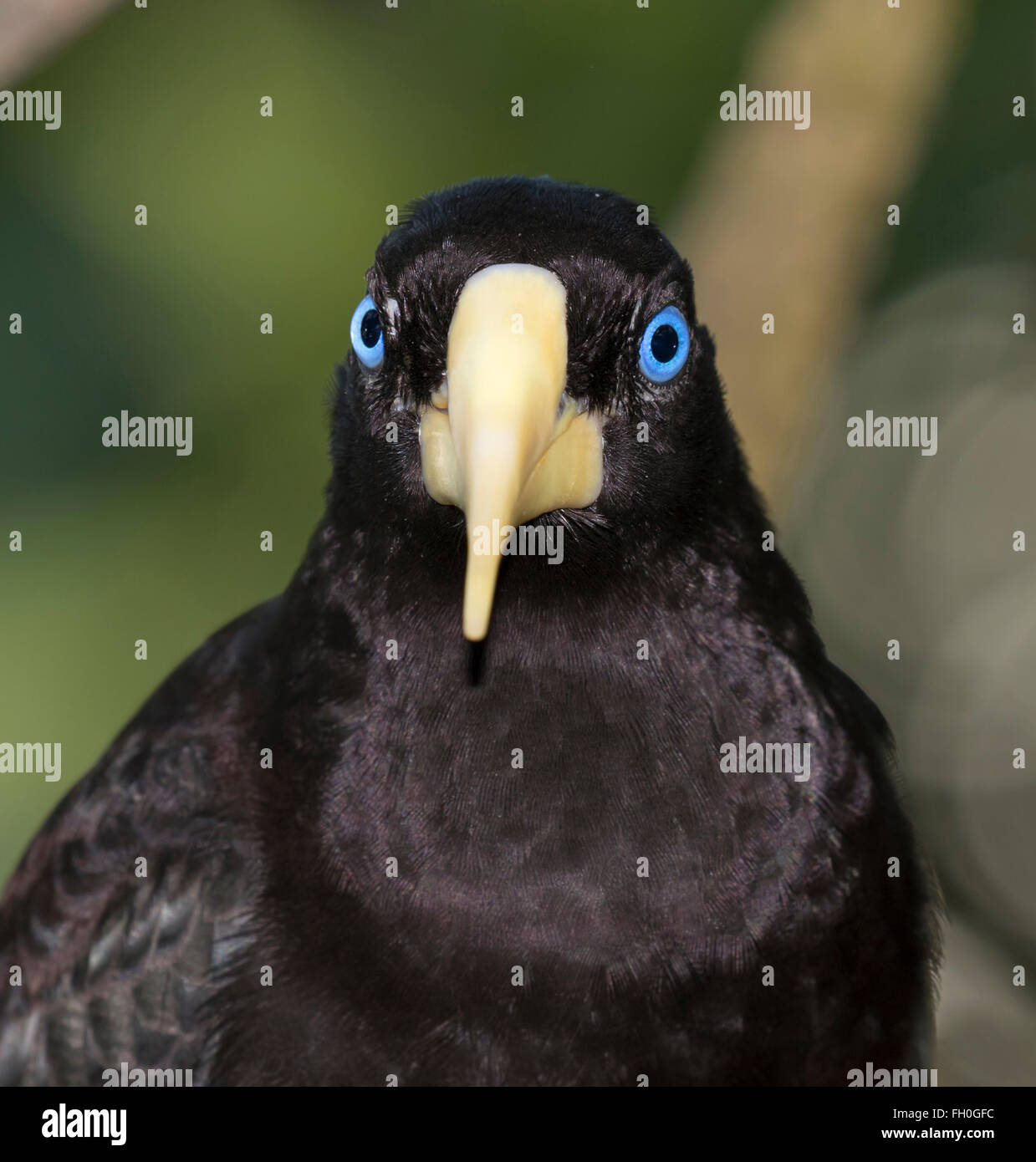 Psarocolius decumanus hi-res stock photography and images - Alamy