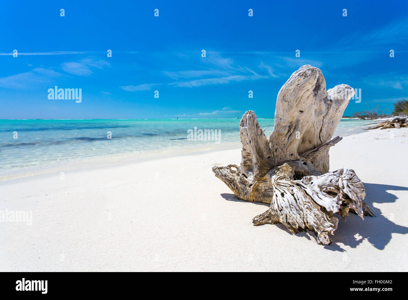 Snag on the tropical beach Stock Photo - Alamy