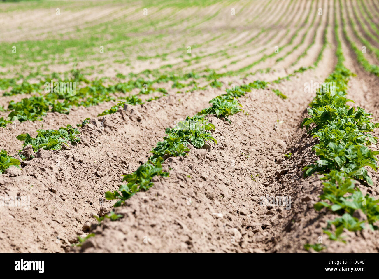 potato field. close-up Stock Photo - Alamy