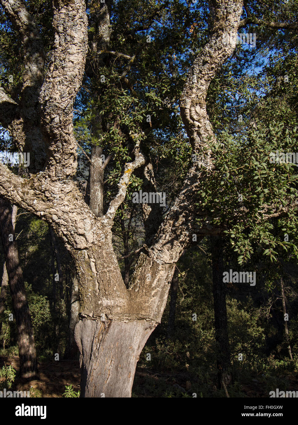Cork oak, Montes de Malaga forest, Costa del Sol. Andalusia southern ...