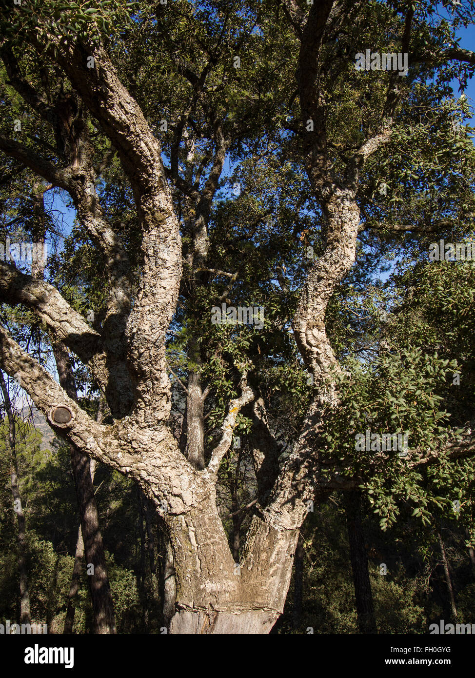 Cork oak, Montes de Malaga forest, Costa del Sol. Andalusia southern ...