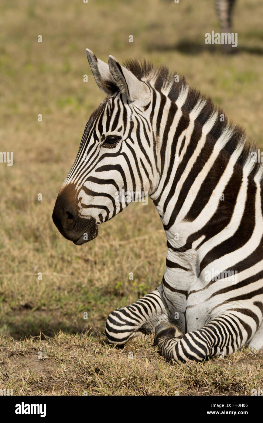 Zebra laying on the grass in the Ngorongoro Crater, Tanzania Stock ...