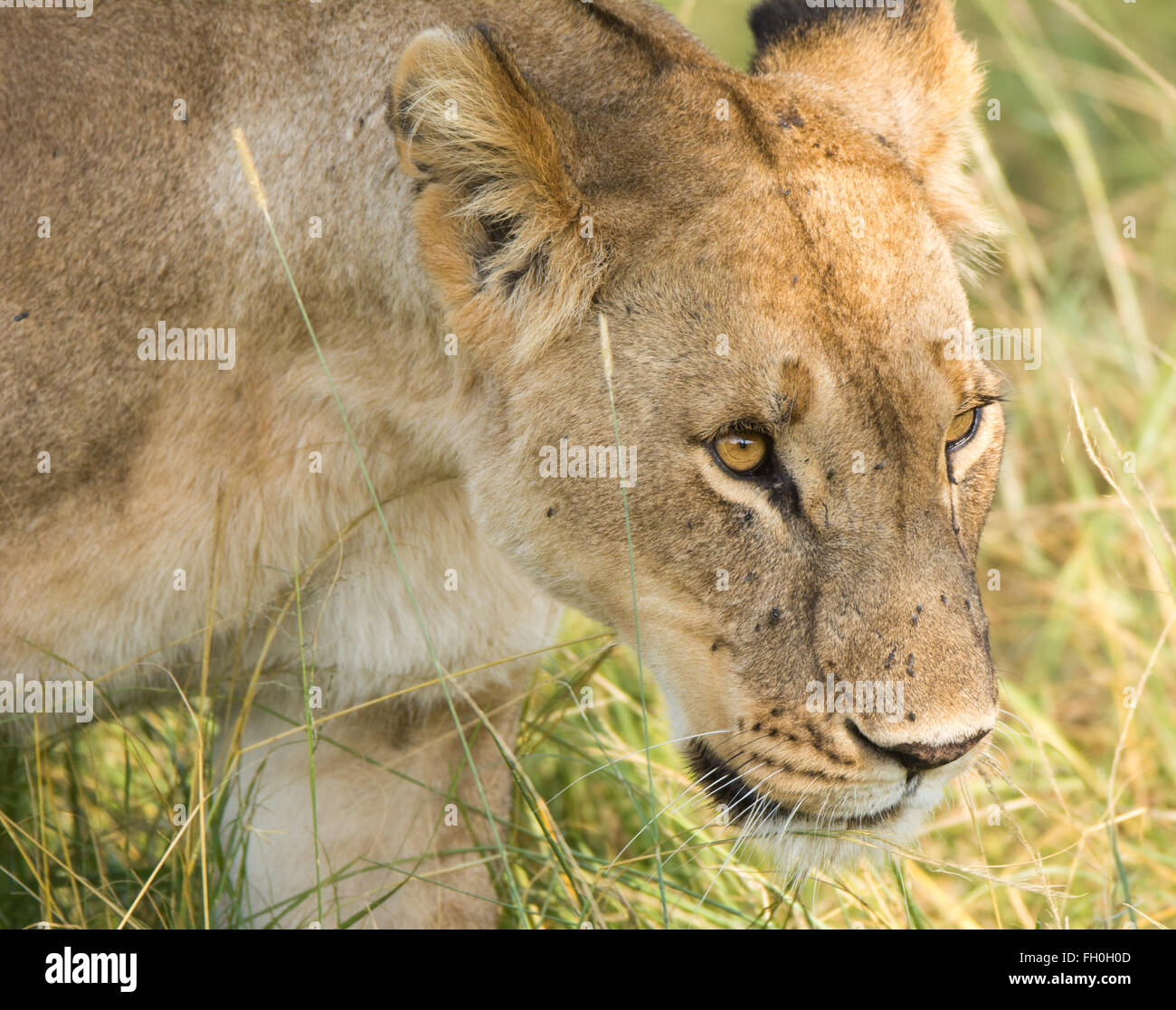 Lioness hunting in the tall grass, Tanzania Stock Photo - Alamy