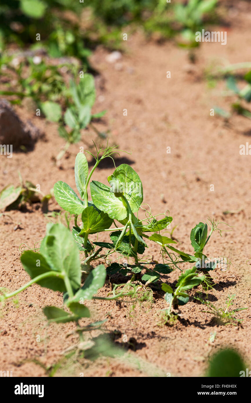 Pea sprout in the spring Stock Photo - Alamy
