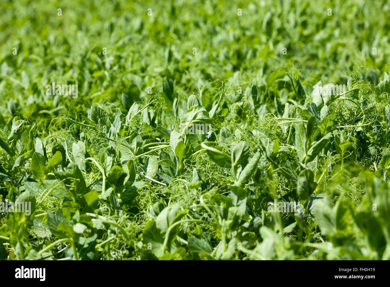 Pea sprout in the spring Stock Photo - Alamy