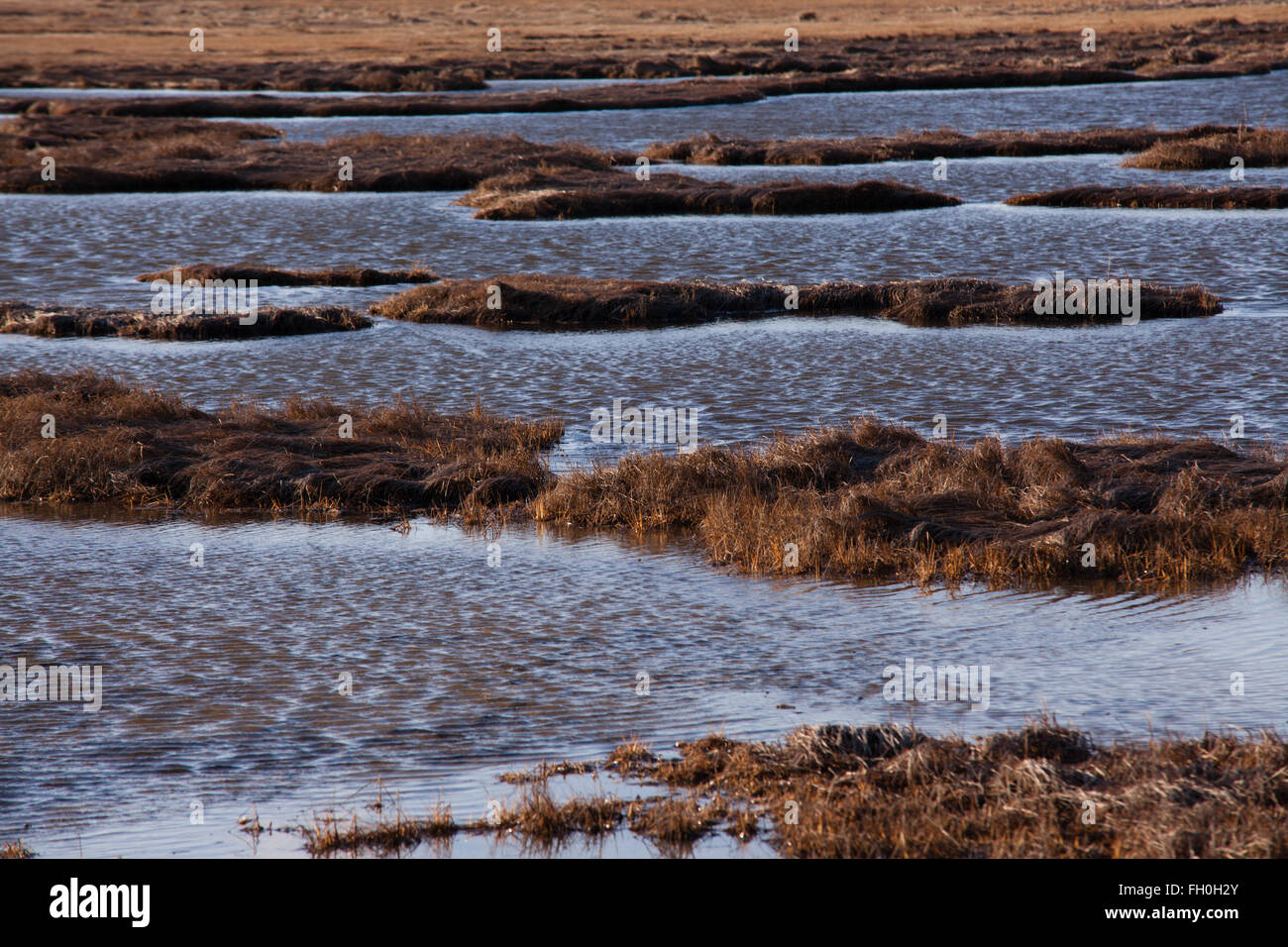 A salt marsh in northern Massachusetts Stock Photo - Alamy