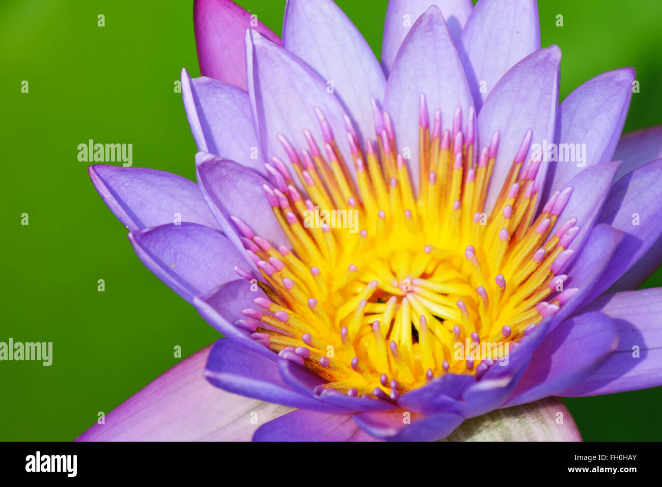 Yellow core hi-res stock photography and images - Alamy