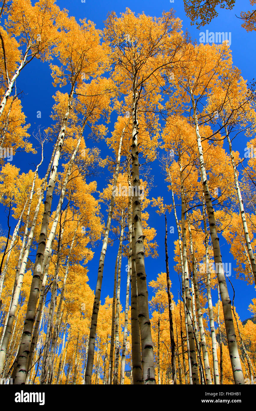 Golden aspen hi-res stock photography and images - Alamy