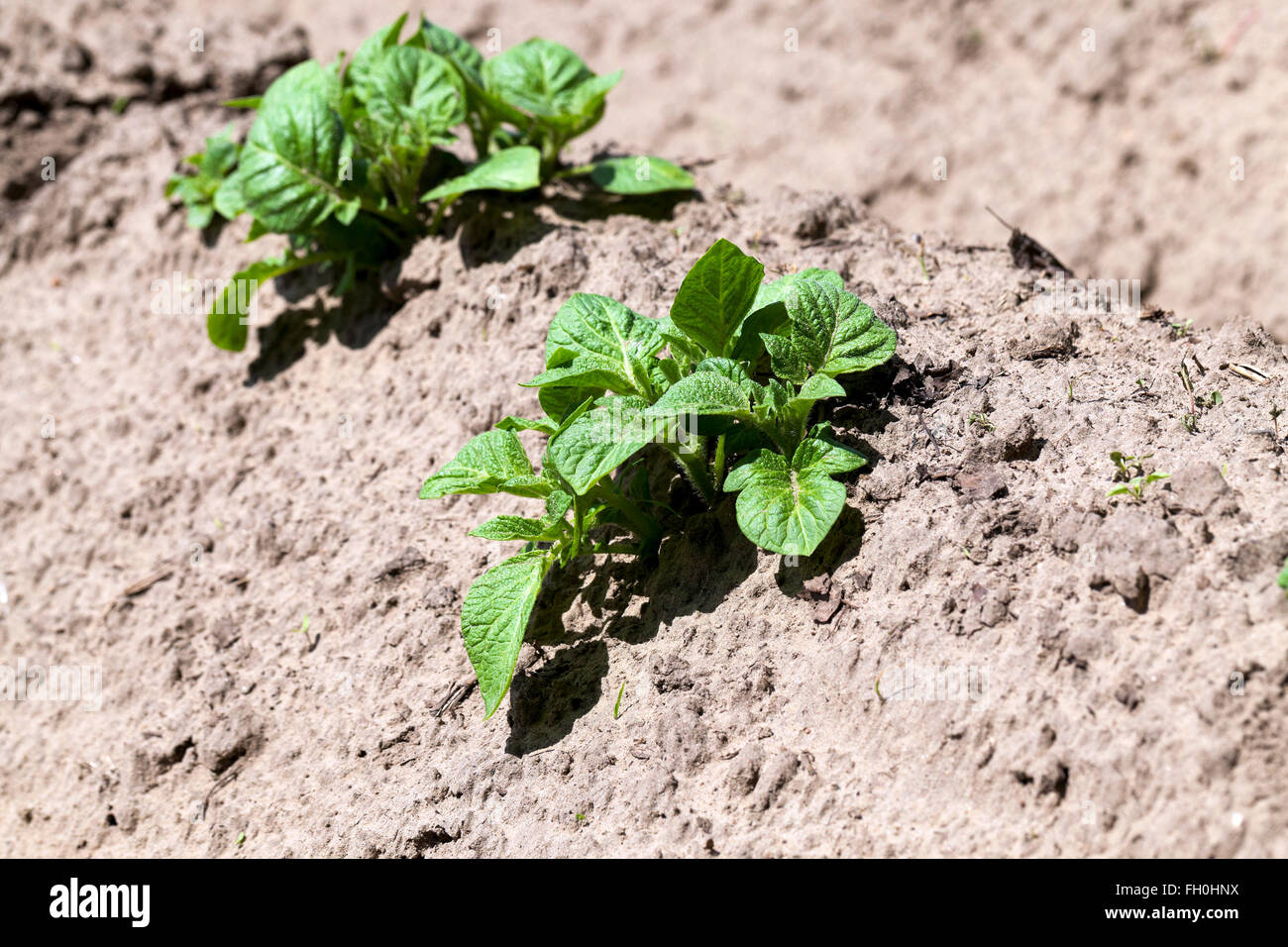 Potato potatoes root vegetable line hi-res stock photography and images ...