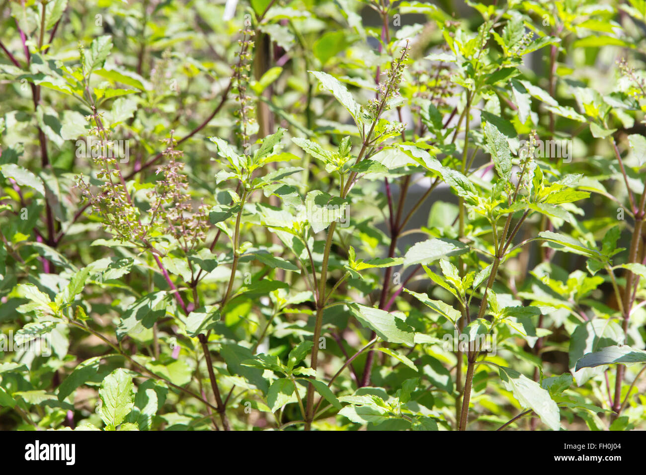 Fresh basil flower plant Stock Photo - Alamy
