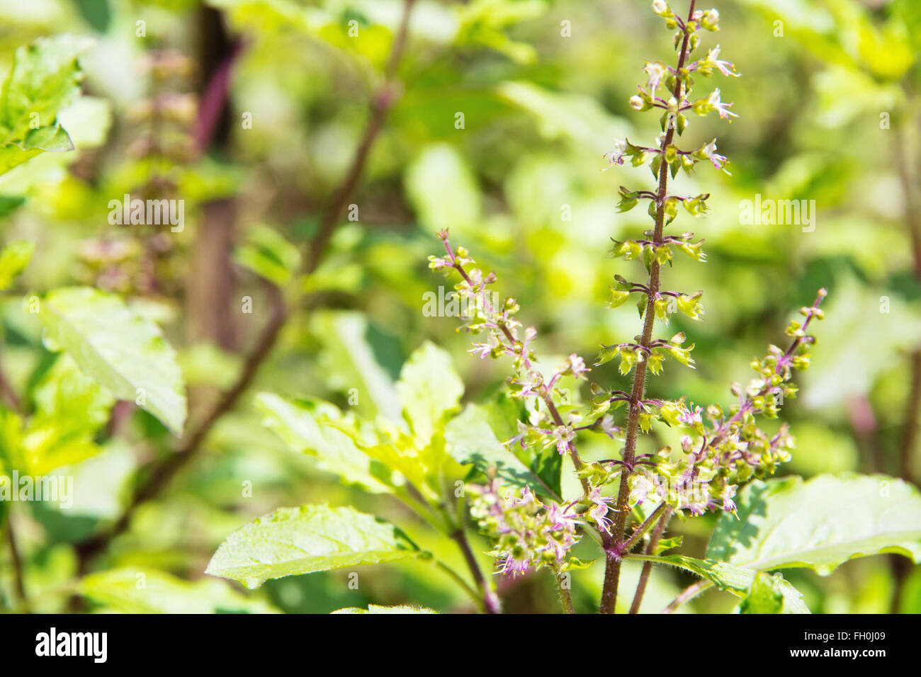 Fresh basil flower plant Stock Photo - Alamy