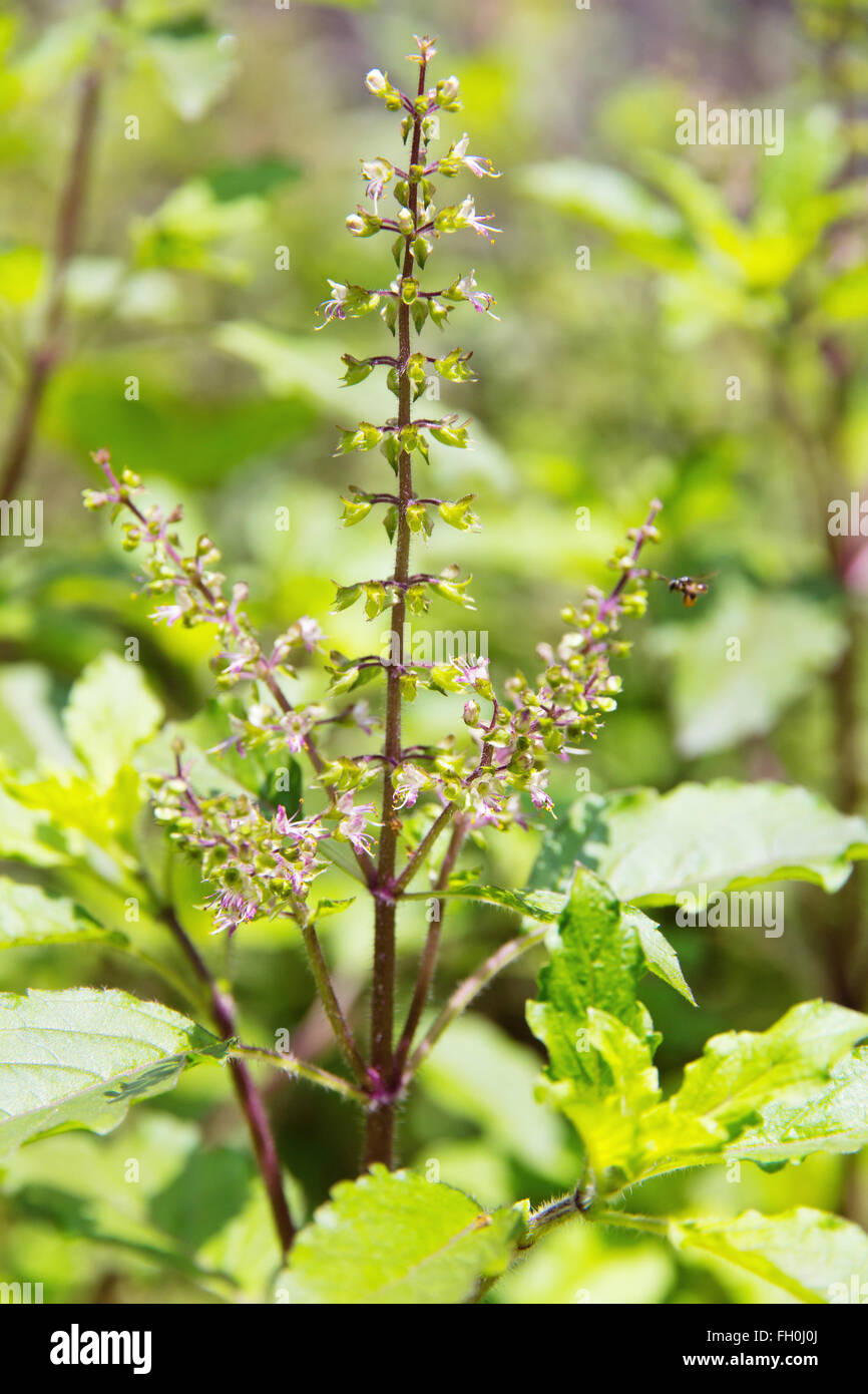 Fresh basil flower plant Stock Photo - Alamy