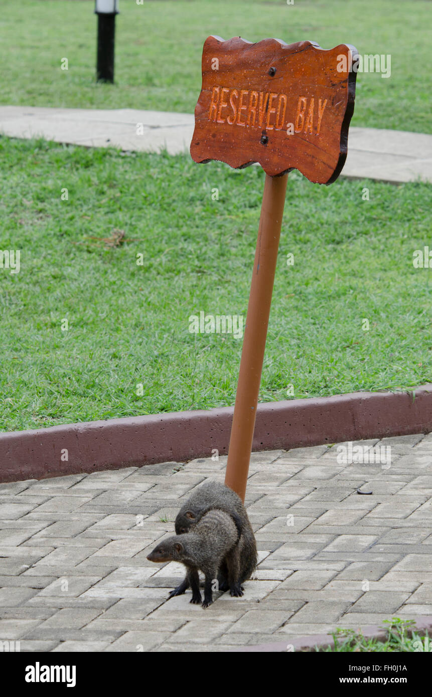 Happy mongoose getting at it in front of a reserved bay sign Stock ...