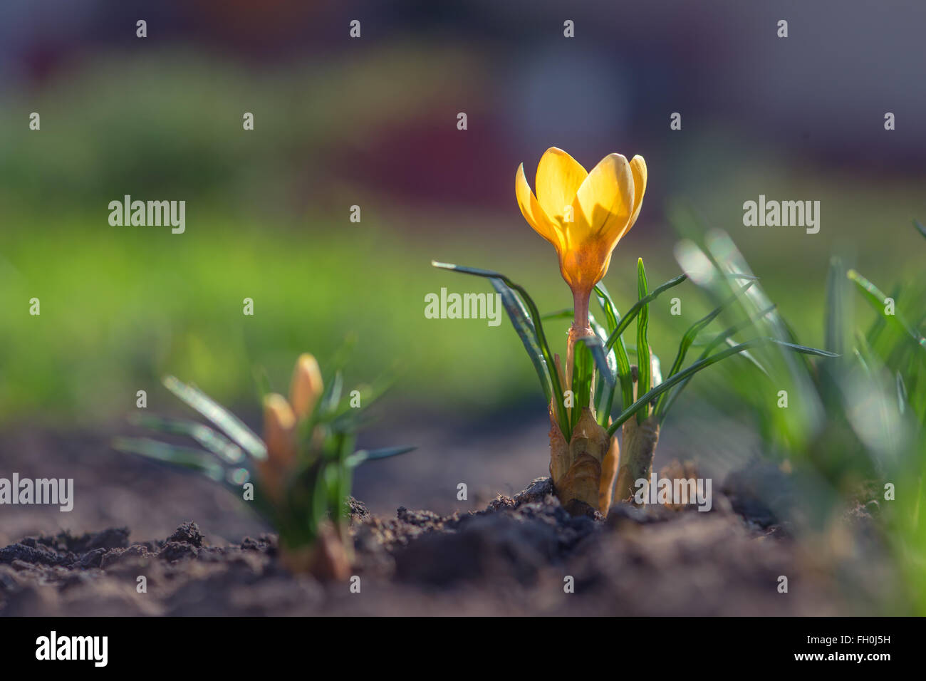single yellow crocus close up Stock Photo - Alamy