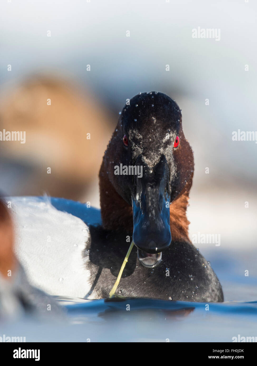 Steve drake hi-res stock photography and images - Alamy