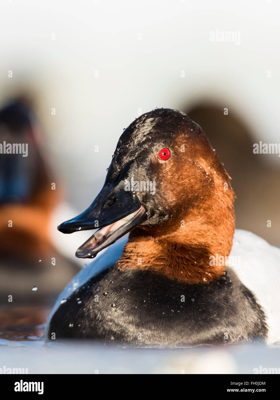 Steve drake hi-res stock photography and images - Alamy