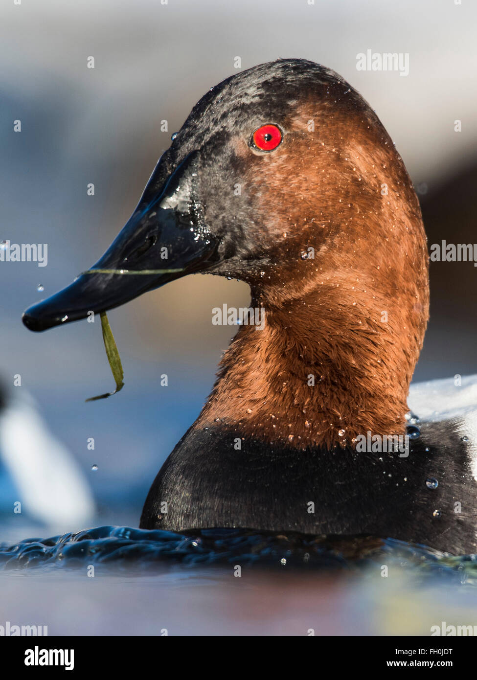 Steve drake hi-res stock photography and images - Alamy