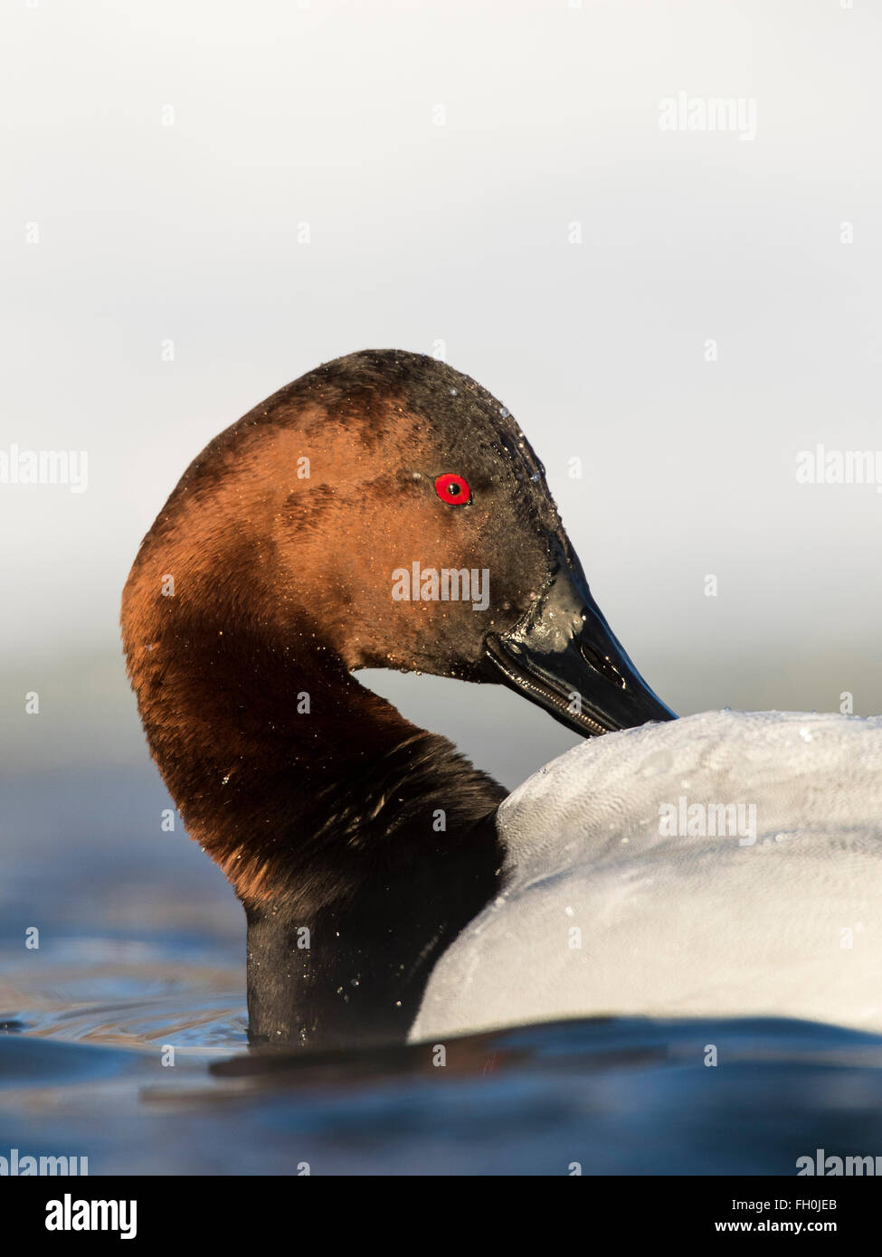 Canvasback duck hi-res stock photography and images - Alamy
