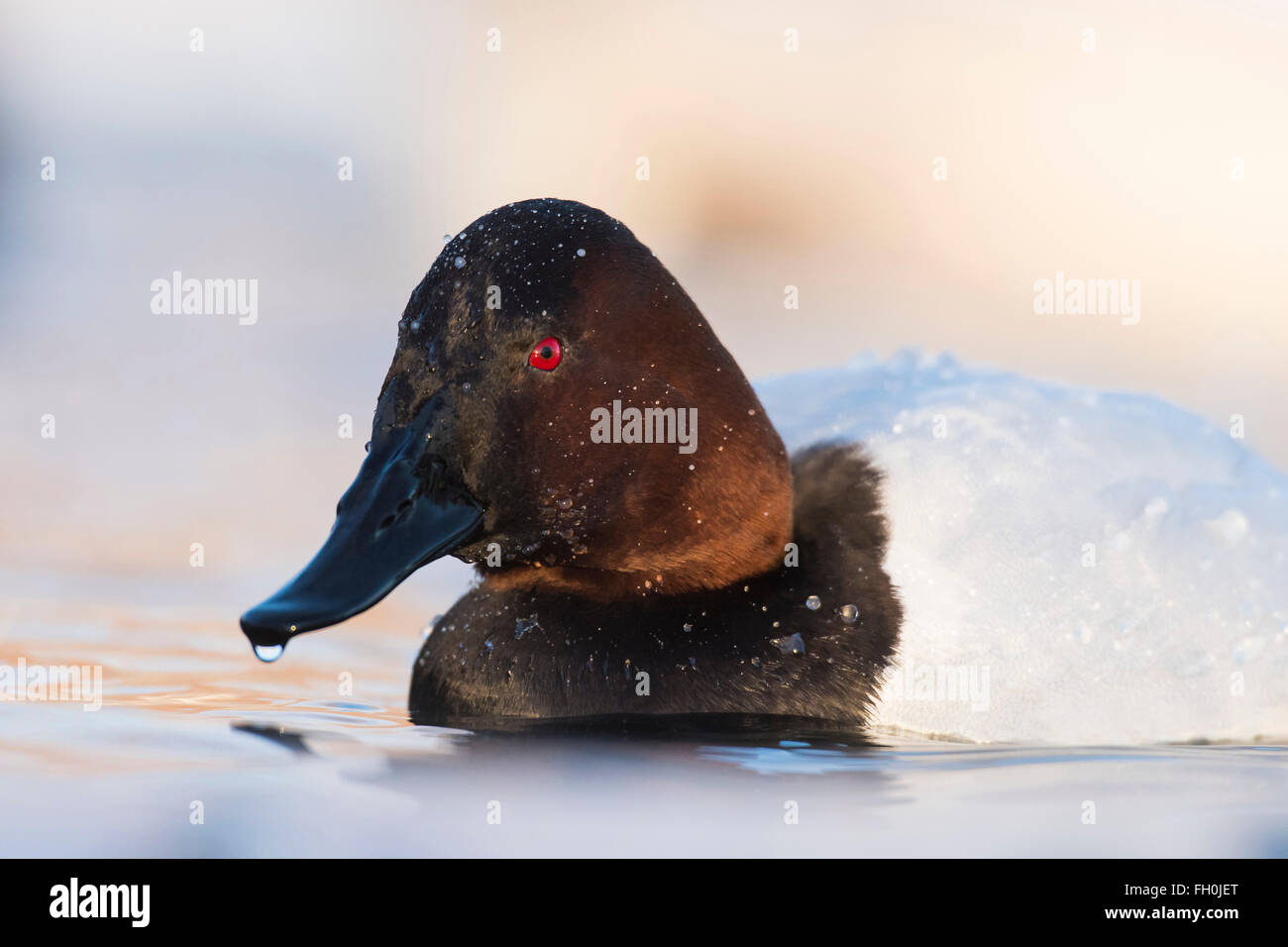 A Drake Canvasback swimming in the water Stock Photo - Alamy
