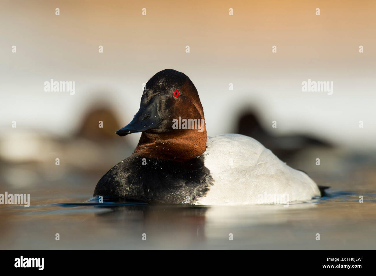 A Drake Canvasback swimming in the water Stock Photo - Alamy