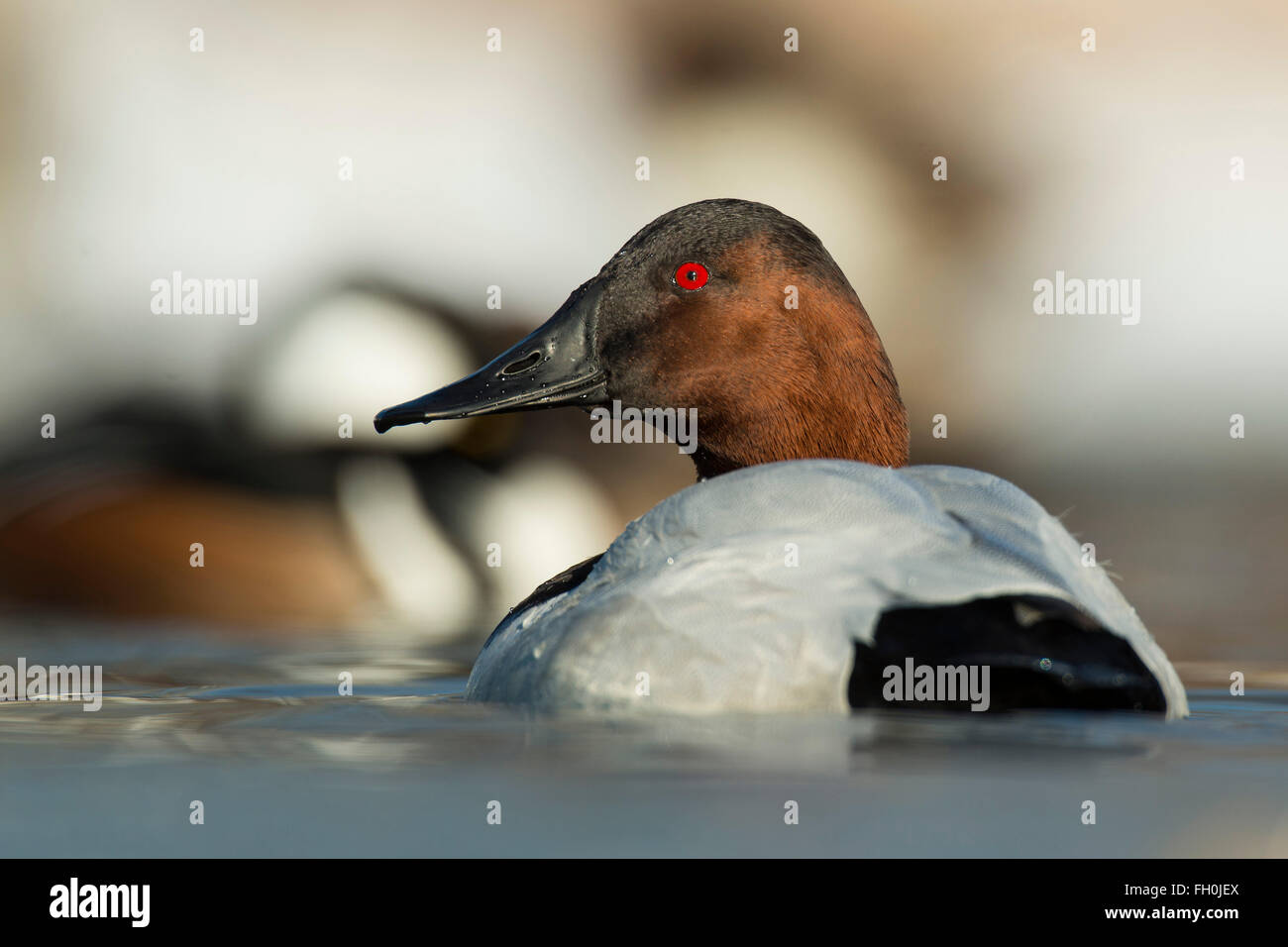 A Drake Canvasback swimming in the water Stock Photo - Alamy