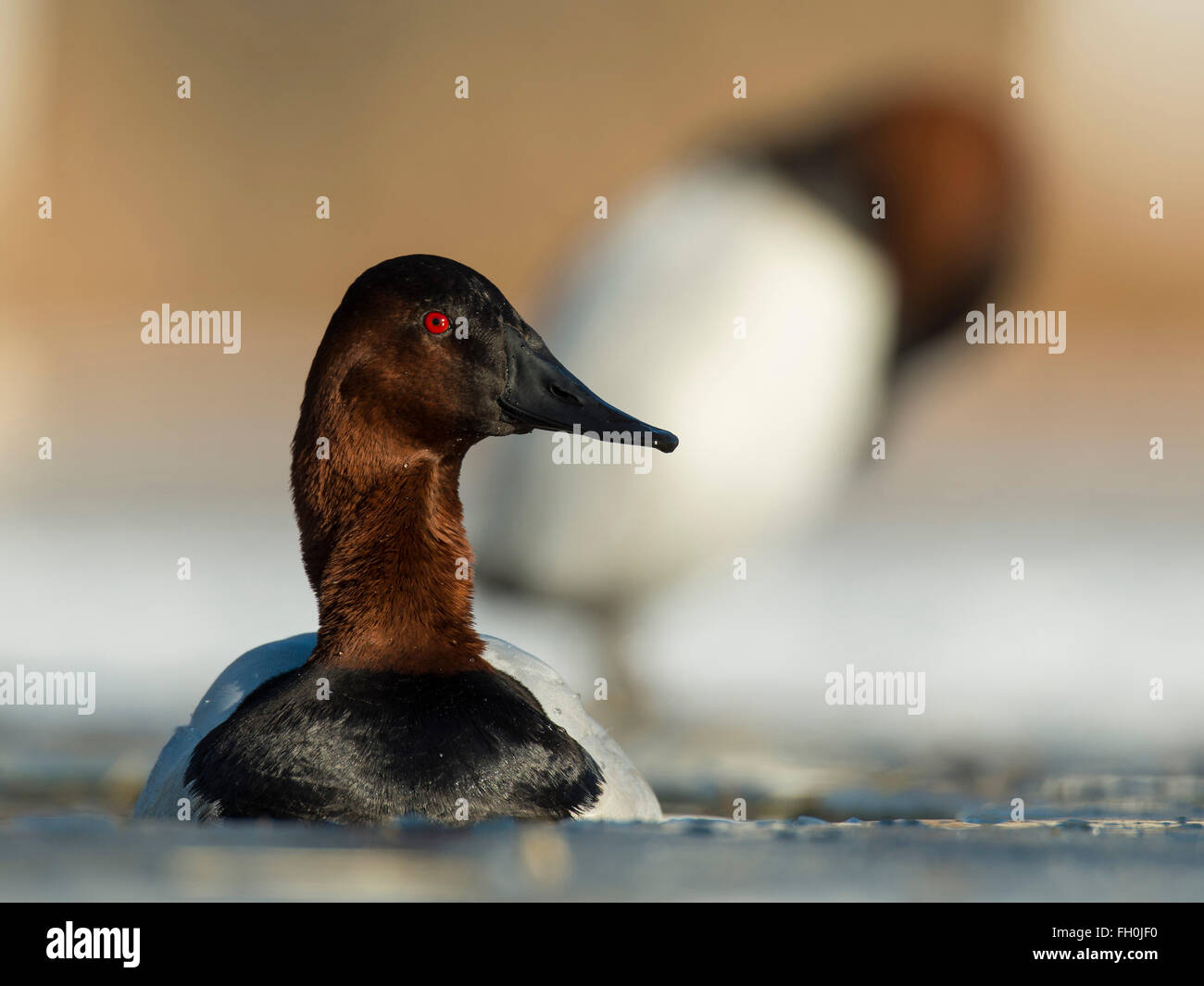 A Drake Canvasback swimming in the water Stock Photo - Alamy