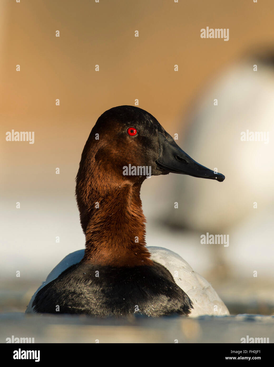 A Drake Canvasback swimming in the water Stock Photo - Alamy