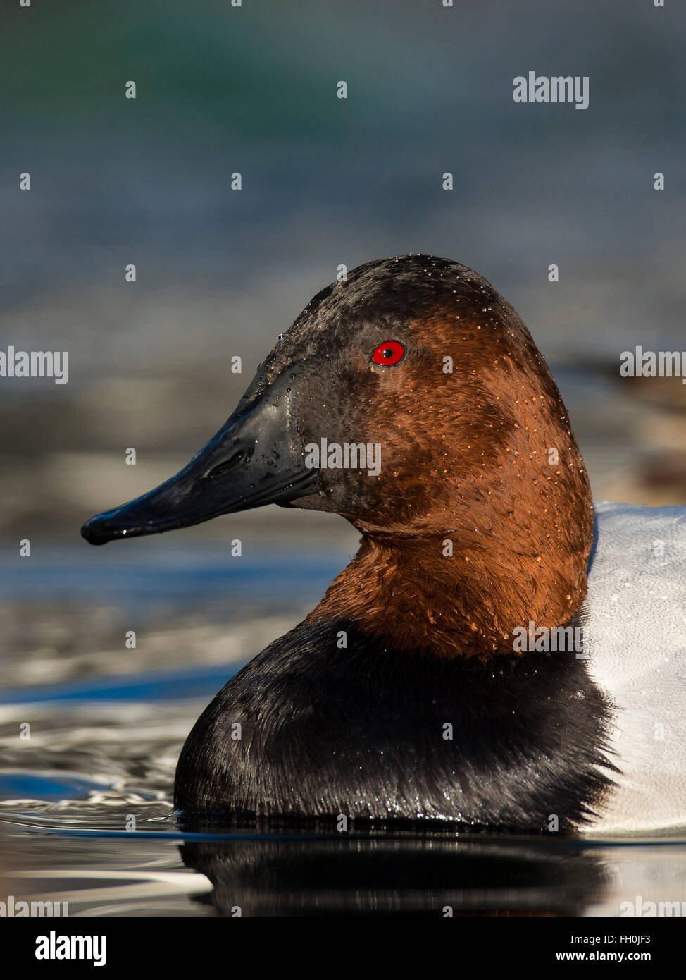 A Drake Canvasback swimming in the water Stock Photo - Alamy