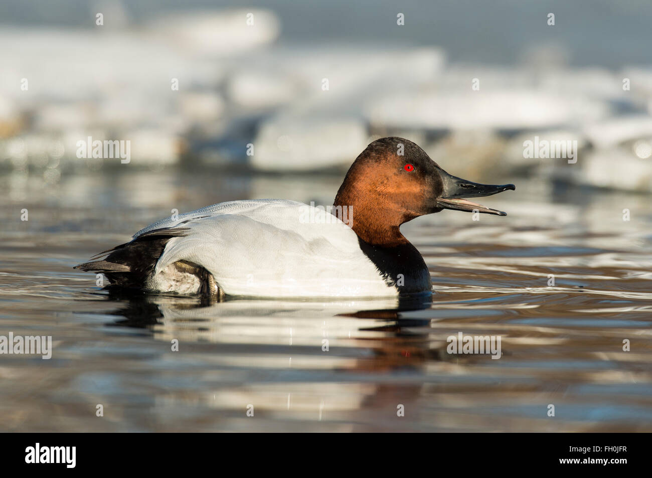 A Drake Canvasback swimming in the water Stock Photo - Alamy