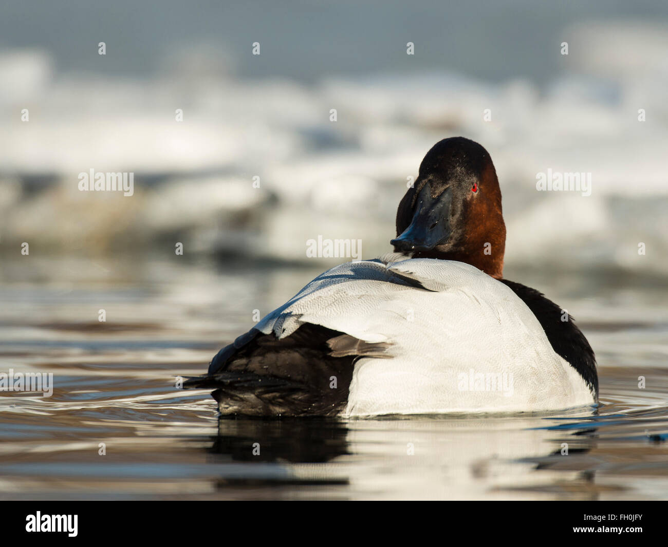 A Drake Canvasback swimming in the water Stock Photo - Alamy