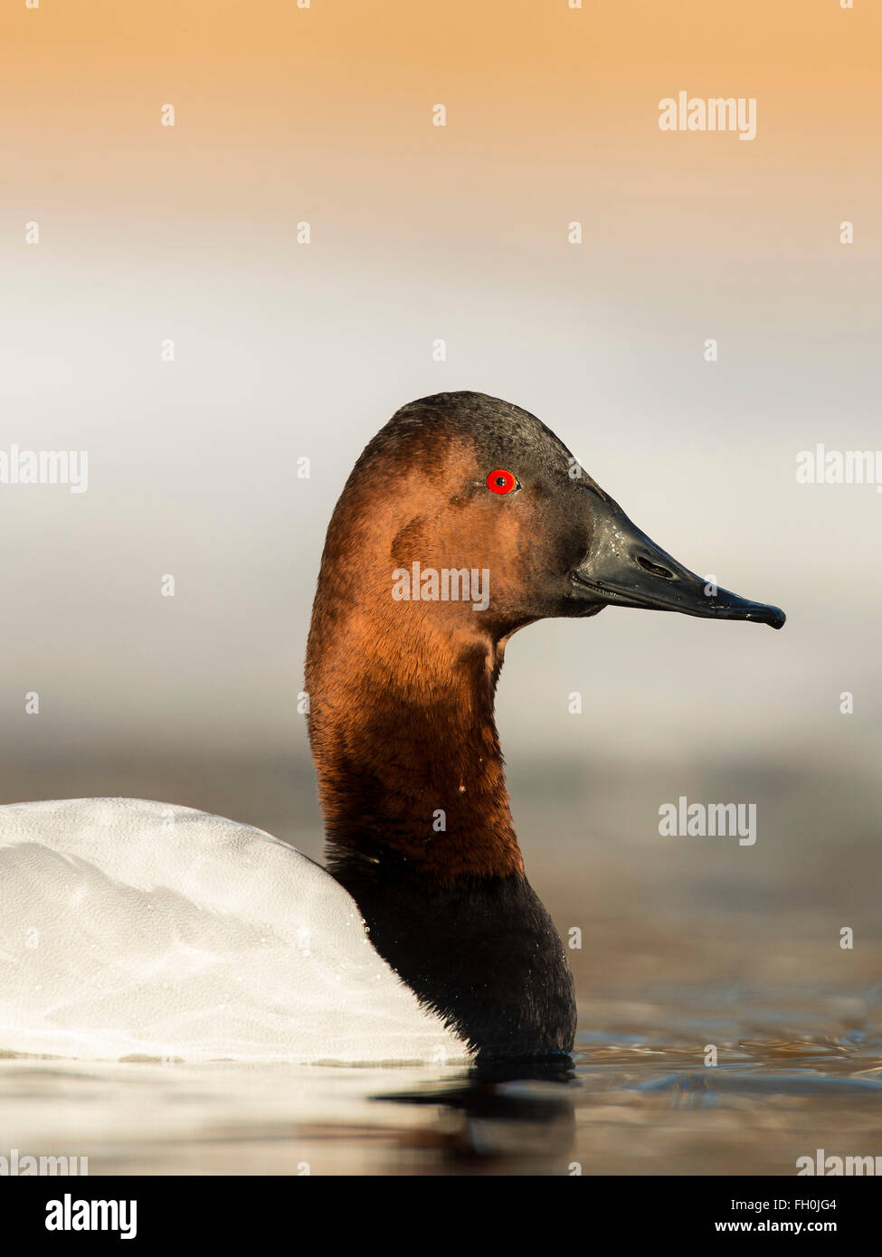 A Drake Canvasback swimming in the water Stock Photo - Alamy