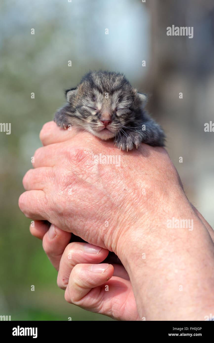 small kitten in hand closeup Stock Photo - Alamy