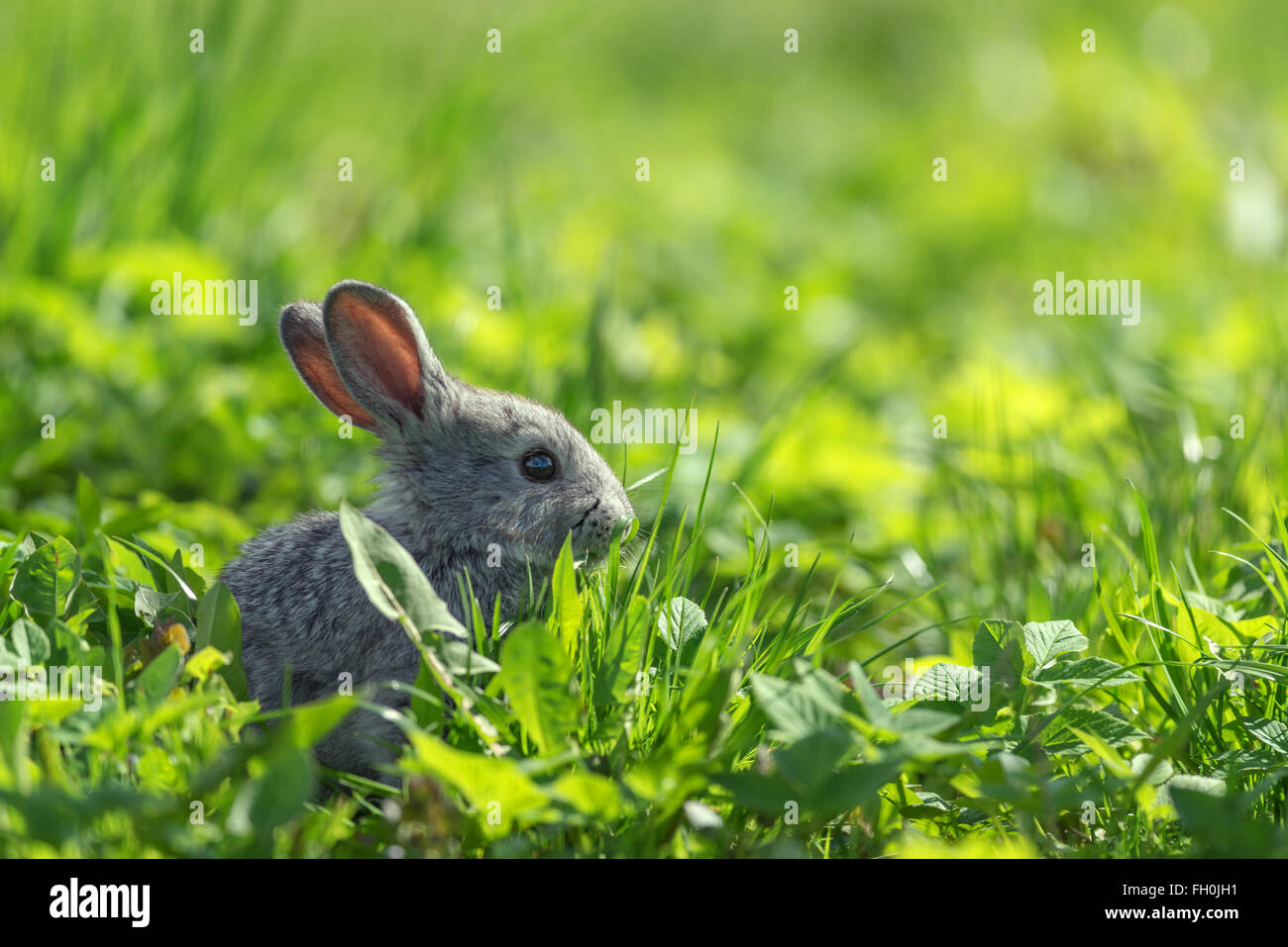Rabbit with grass hi-res stock photography and images - Alamy
