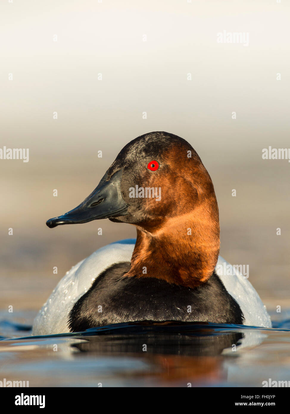A Drake Canvasback swimming in the water Stock Photo - Alamy