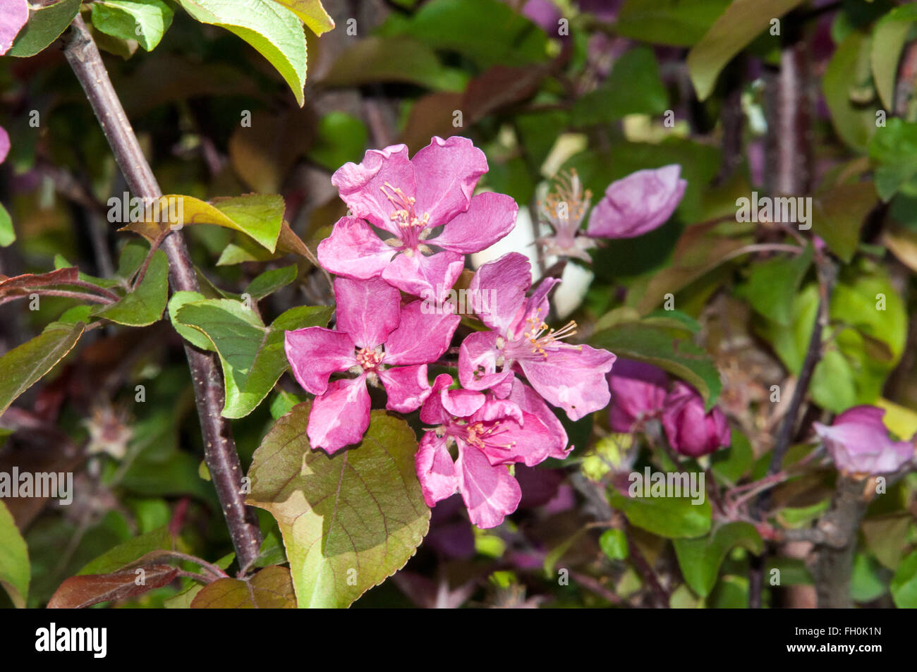 Spring flowers of the apple-tree pink color Stock Photo - Alamy