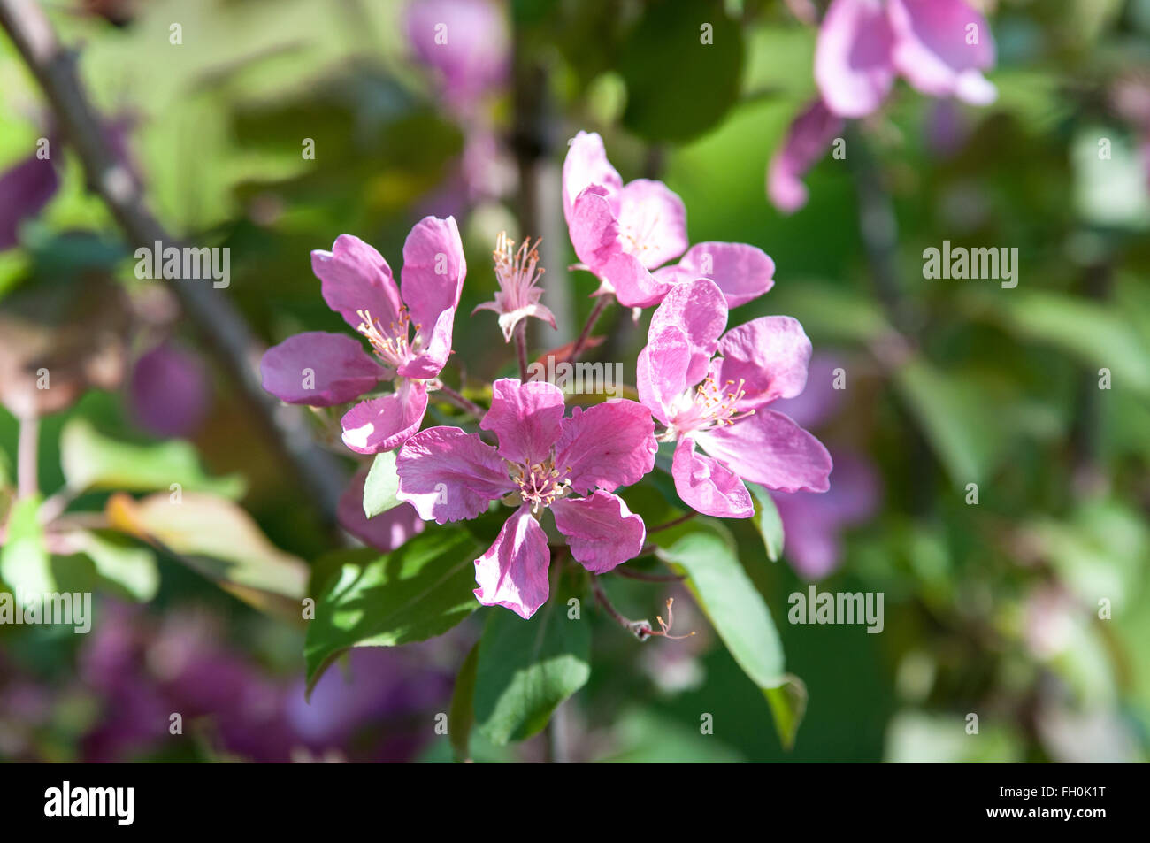 Spring flowers of the apple-tree pink color Stock Photo - Alamy
