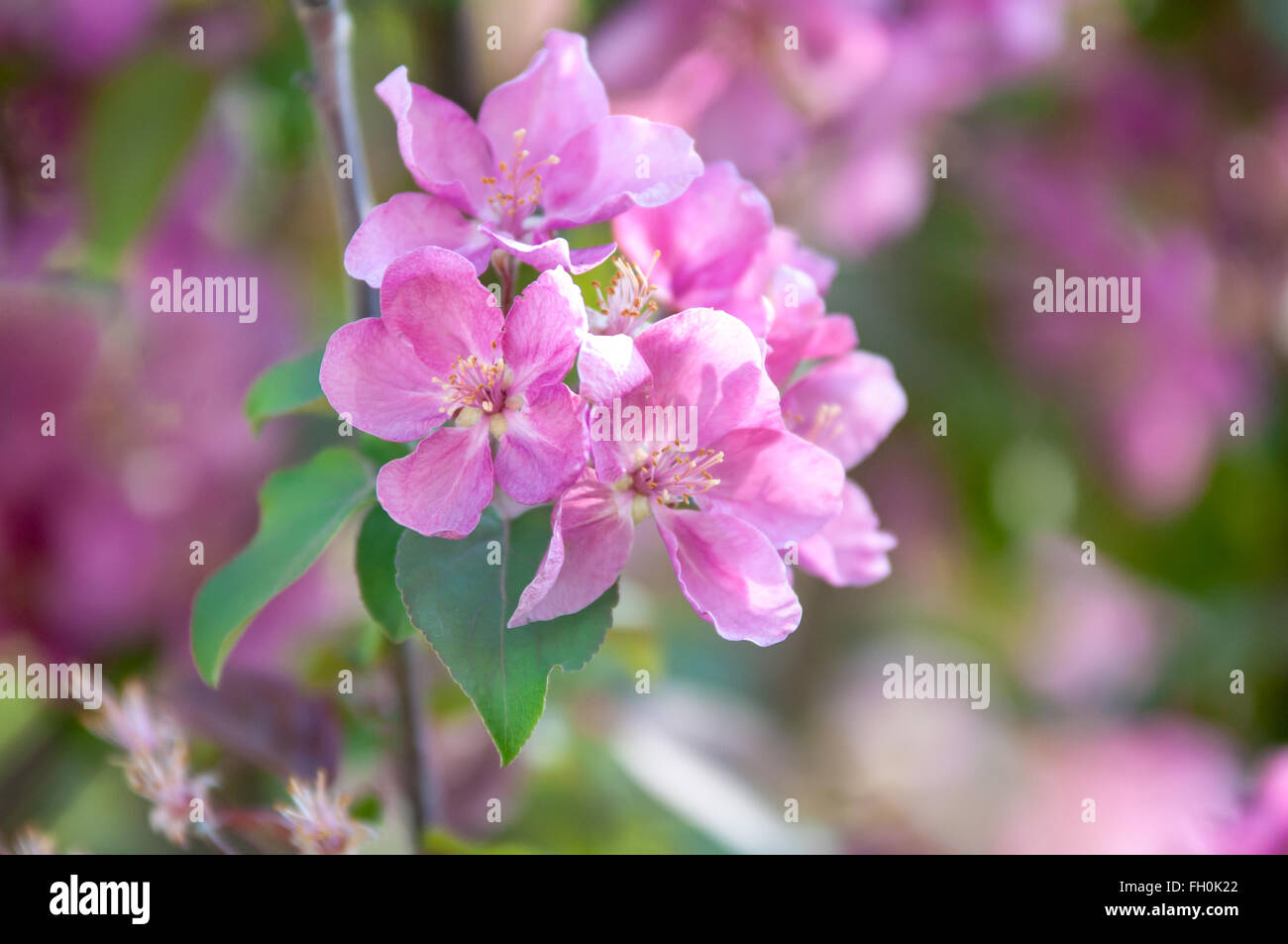 Spring flowers of the apple-tree pink color Stock Photo - Alamy