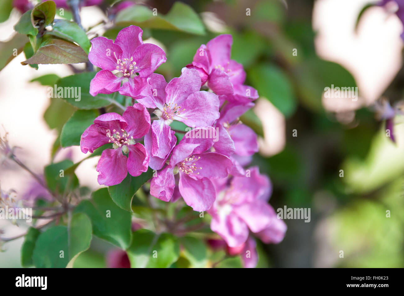 Spring flowers of the apple-tree pink color Stock Photo - Alamy