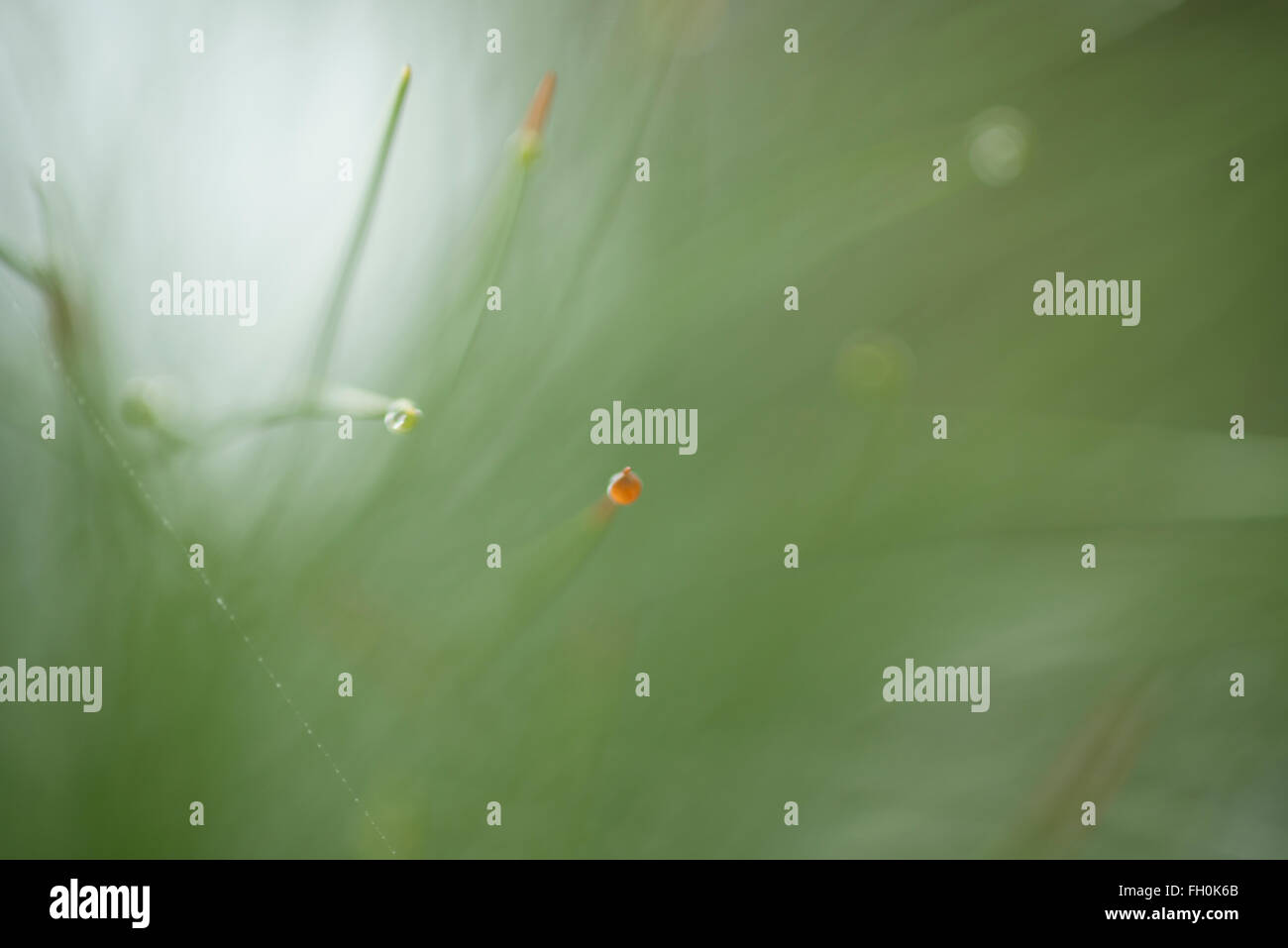 Drop vegetation hi-res stock photography and images - Alamy