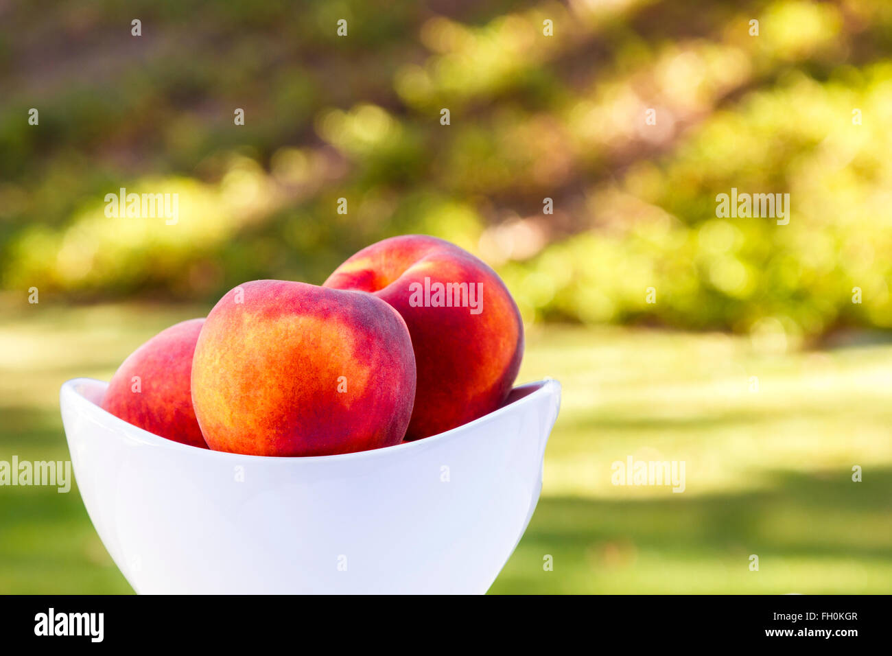 Delicious peaches in a bowl in a greenery backdrop and setting sunlight ...