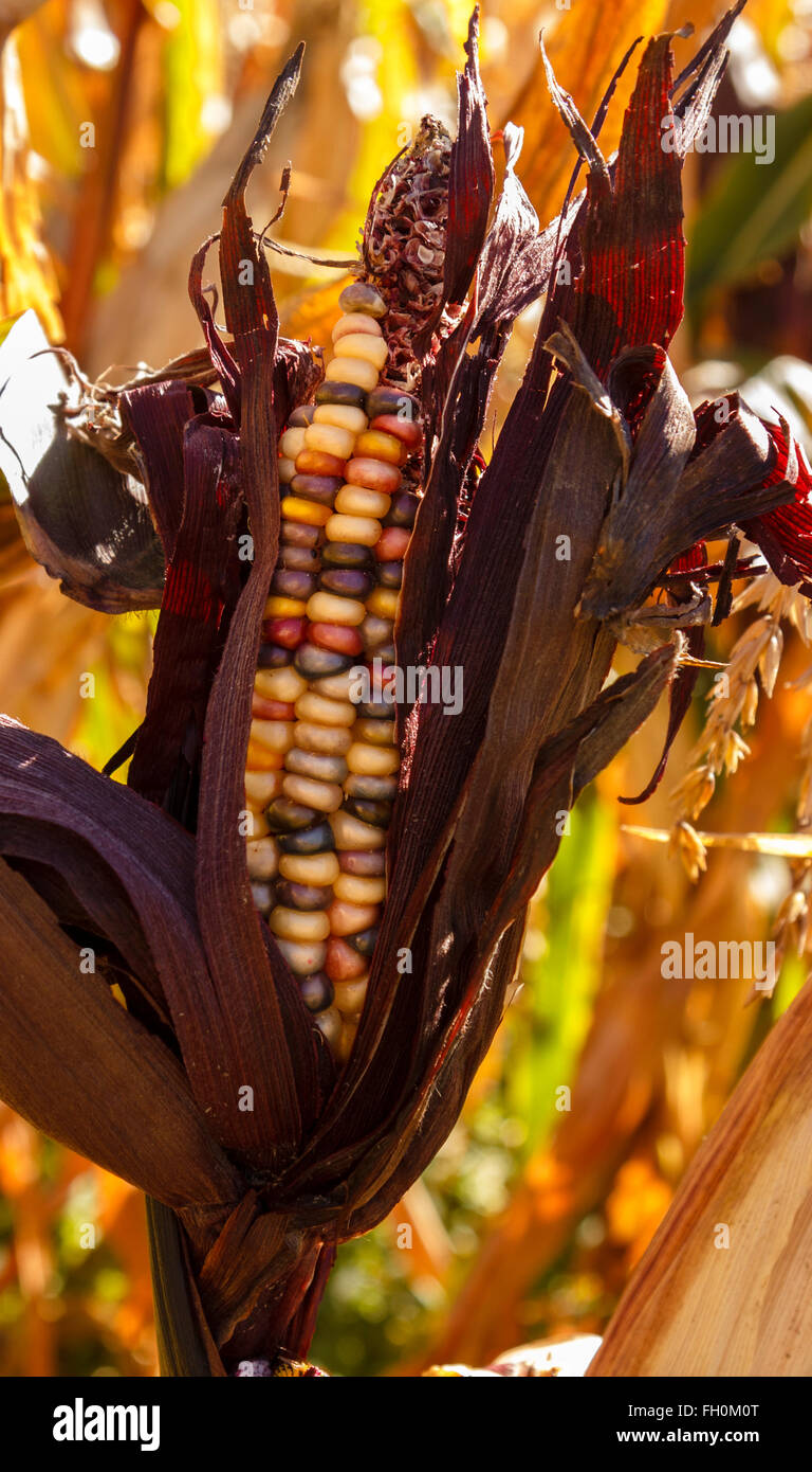A colorful corn in a plantation ready for harvest Stock Photo - Alamy