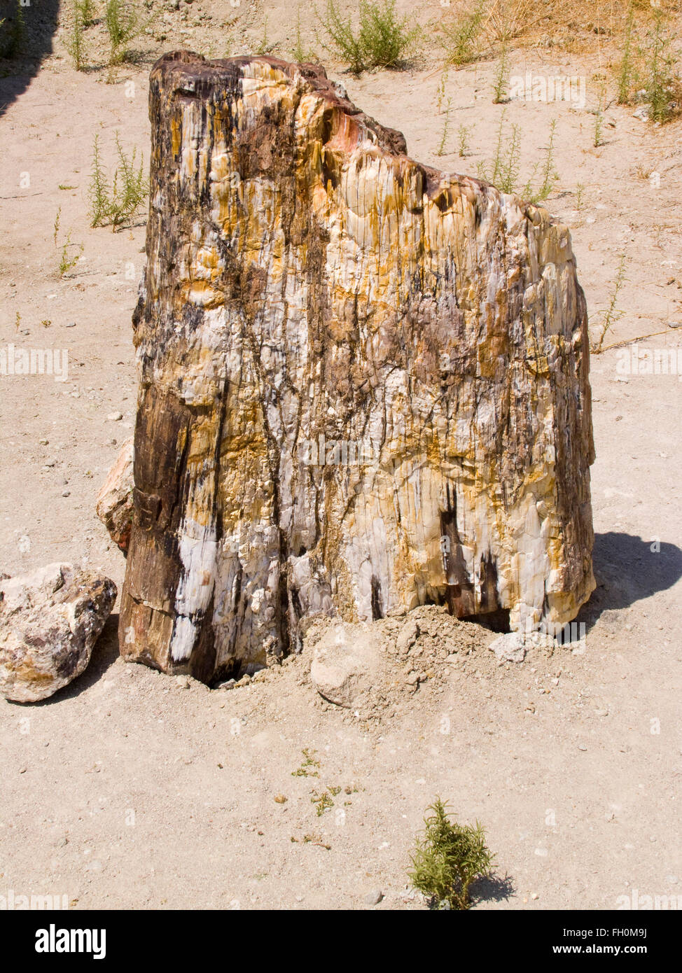 Petrified forest lesbos hi-res stock photography and images - Alamy